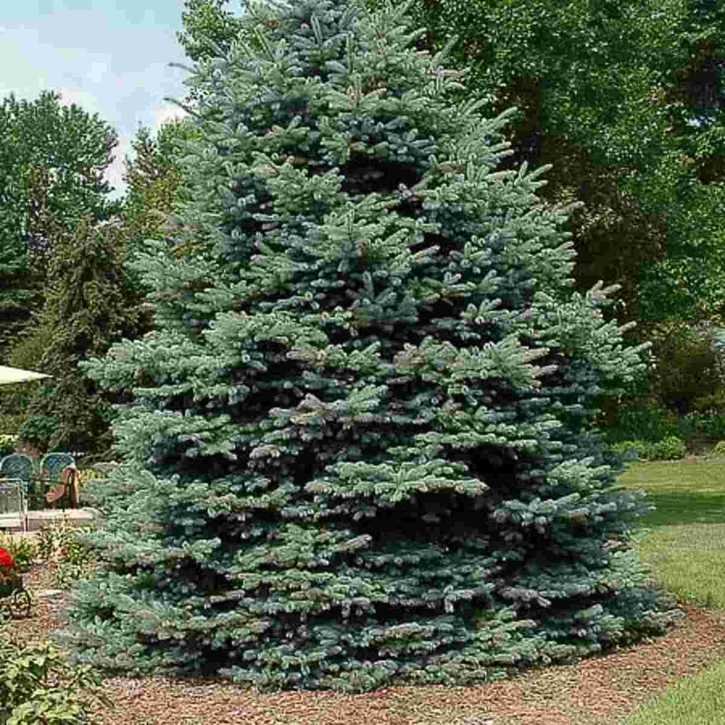 Fat Albert Spruce | Breezy Hill Nursery - Main